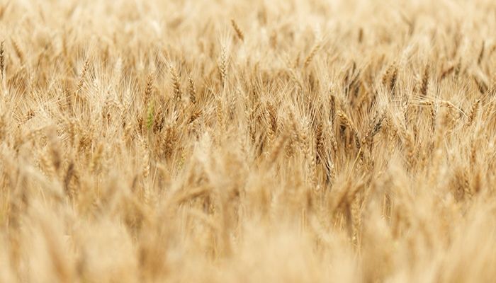 How and Where Grey Goose Vodka is Made | GREY GOOSE